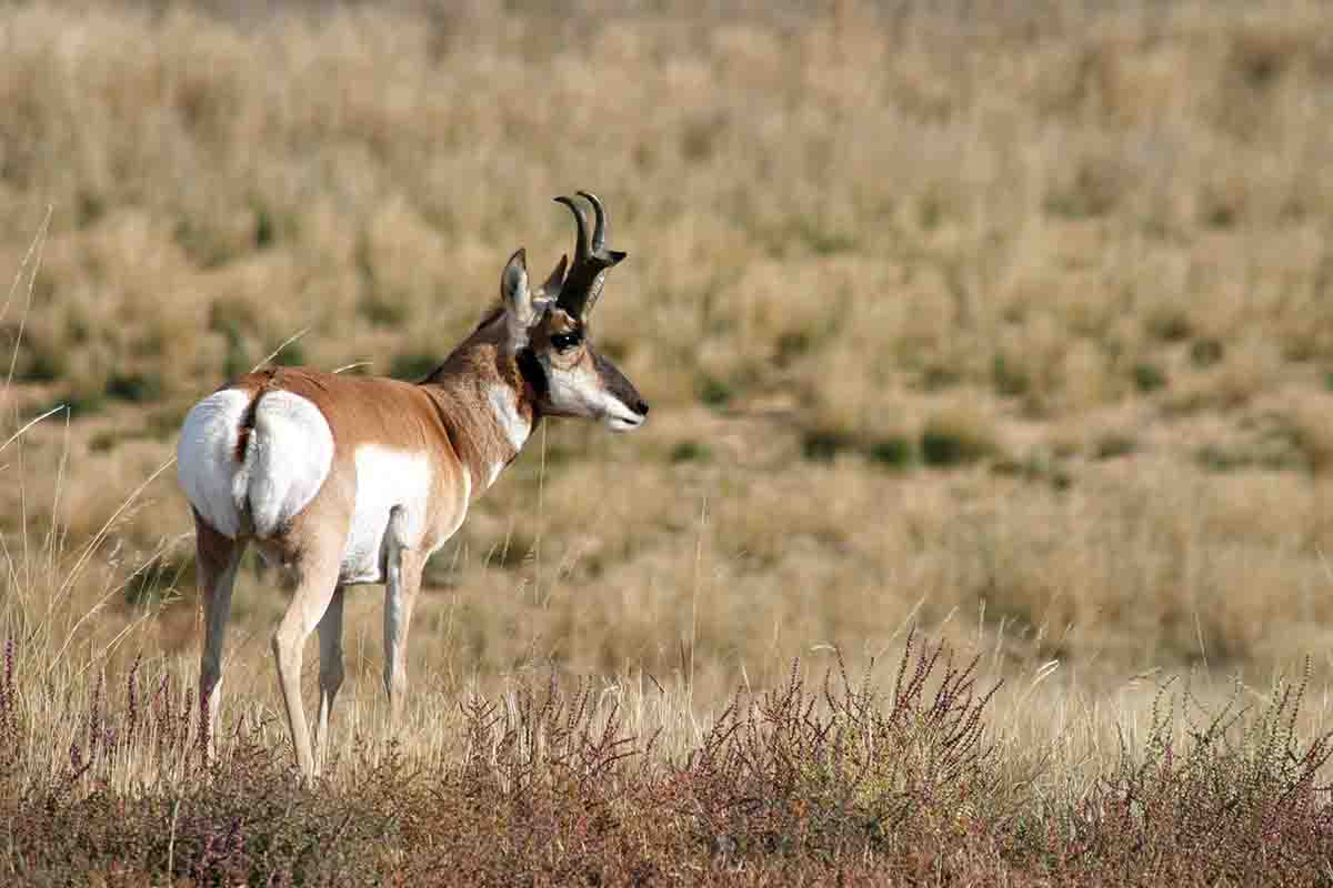 Modernizing the 6mm-06 | Handloader Magazine